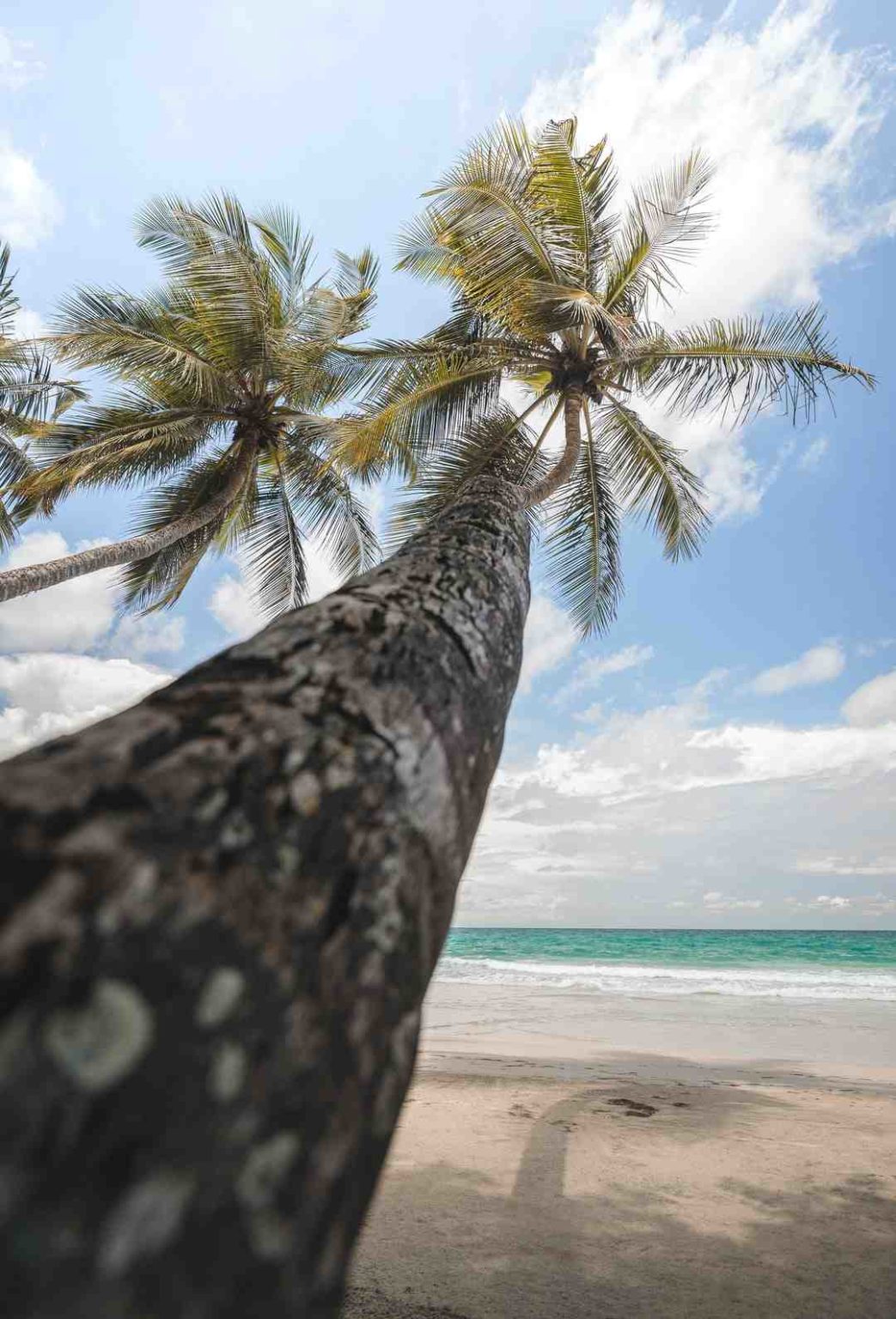 Quelle langue parle t on en martinique - fenua-tahiti.com Quelle langue parle t on en martinique - fenua-tahiti.com